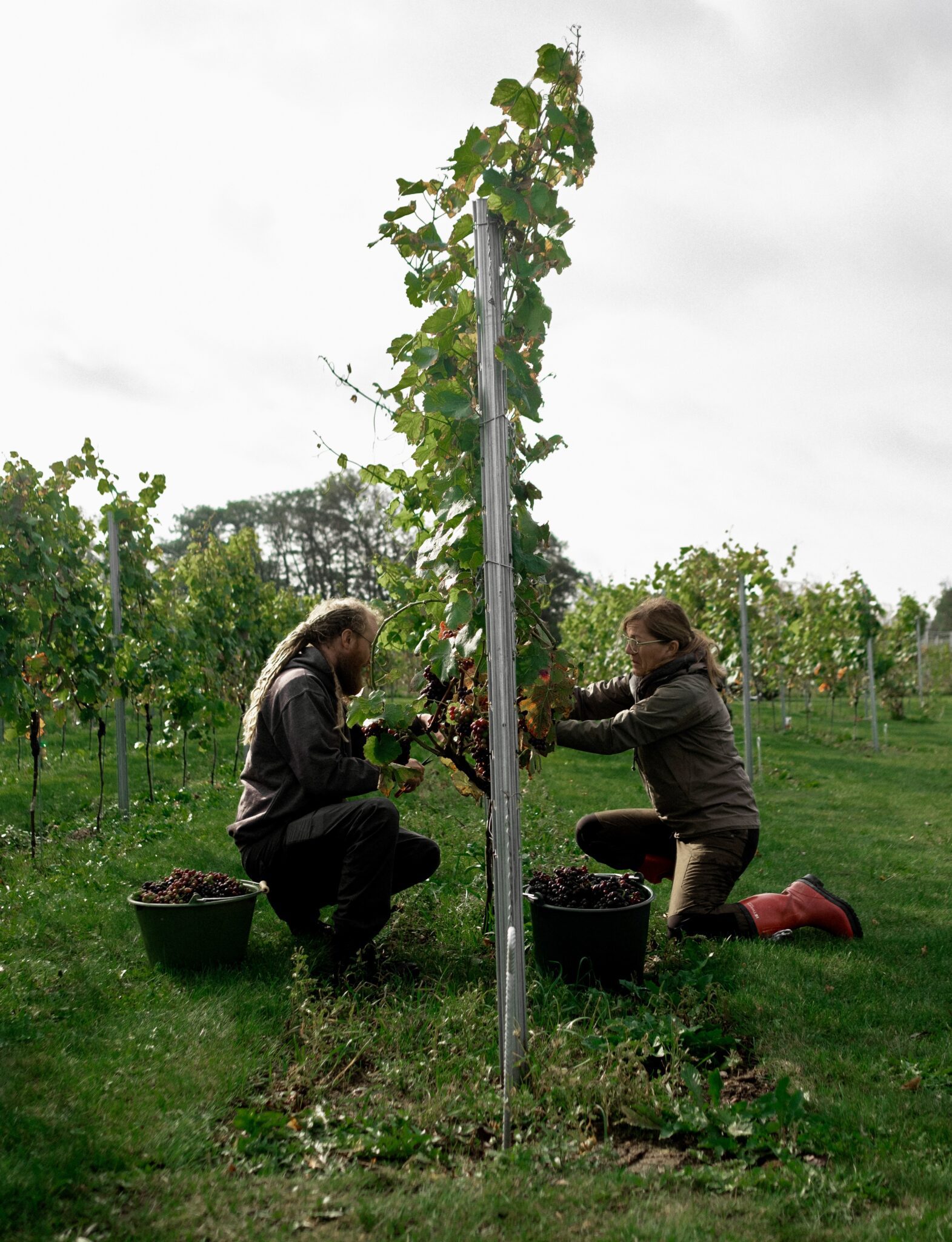 Sustainable Sips of Swedish Wine: The Bjäre Peninsula Wineries - Visit ...